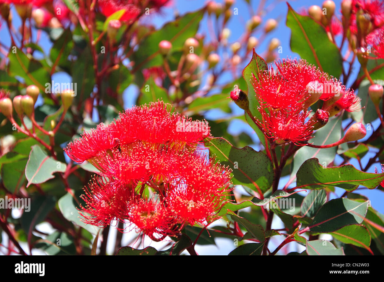 Native flowering trees australia hi-res stock photography and images ...