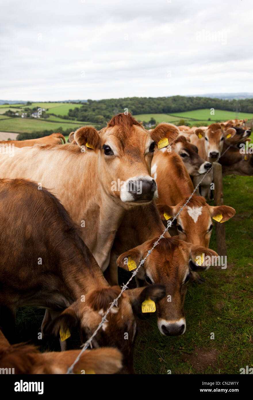 British Dairy Cows High Resolution Stock Photography and Images - Alamy