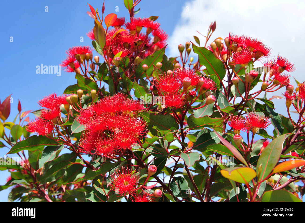 Red flowering gum tree, katoomba hi-res stock photography and images ...