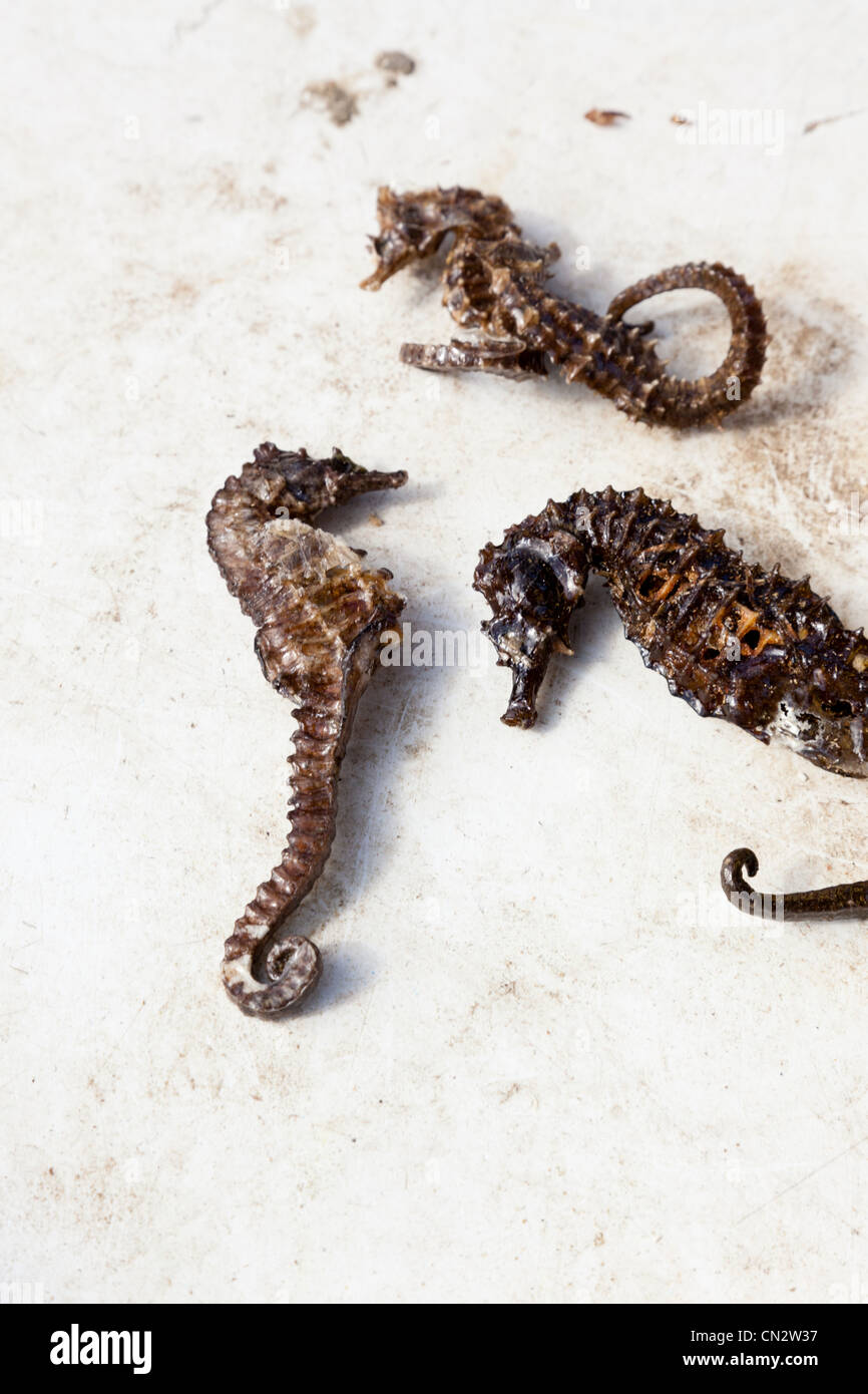 Death starfish hi-res stock photography and images - Alamy