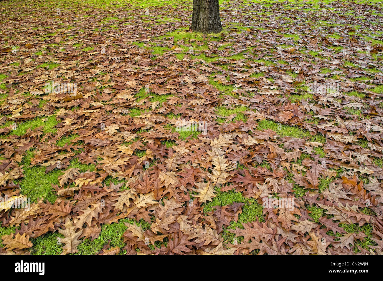The central park effect hi-res stock photography and images - Alamy