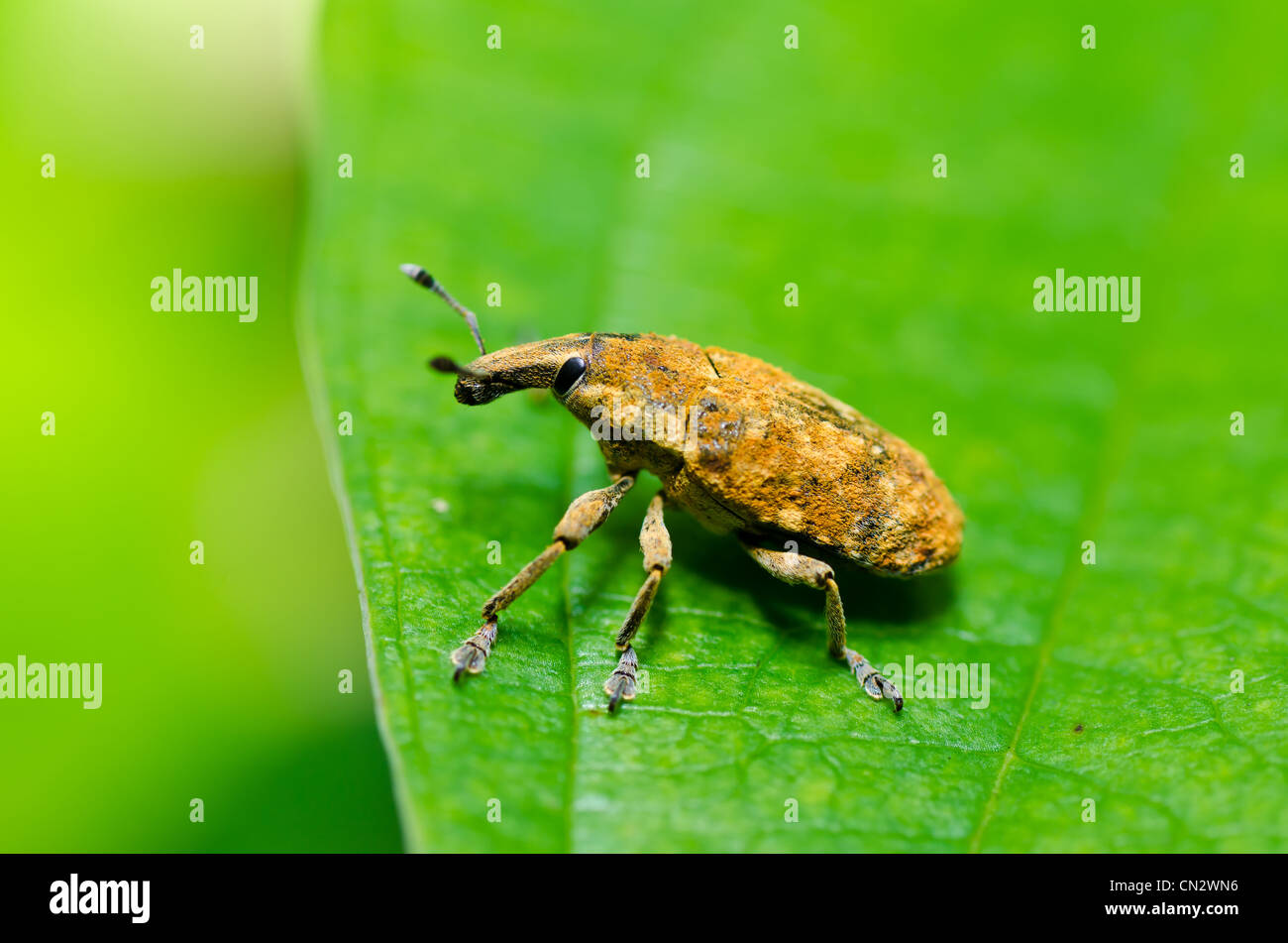 brown bug in green nature or in the garden Stock Photo - Alamy