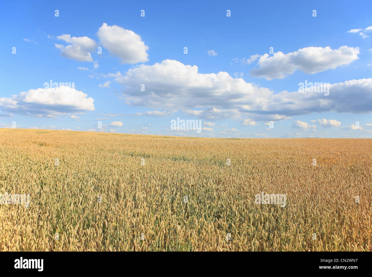 German wheat field hi-res stock photography and images - Alamy