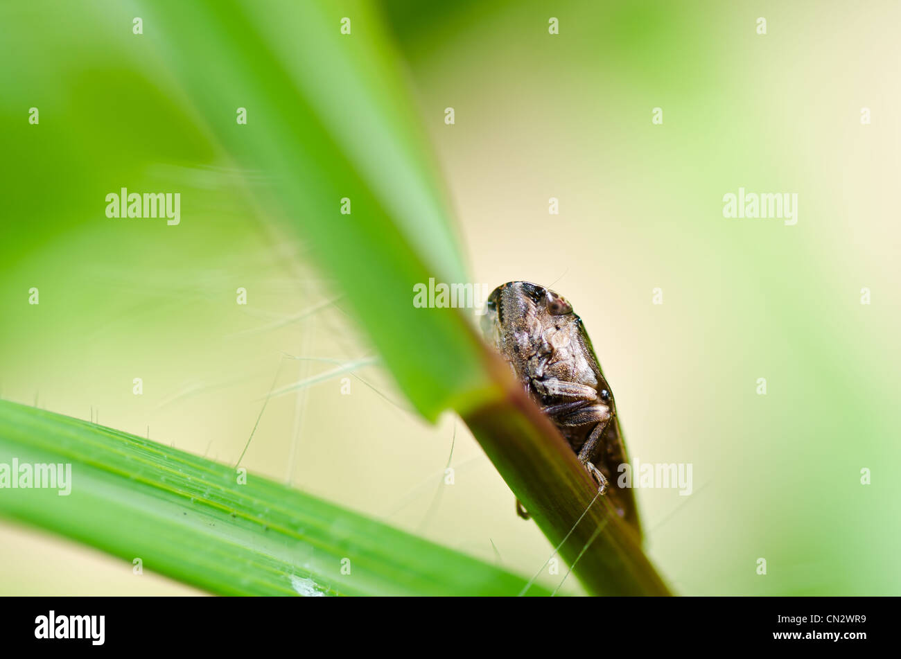Aphid insect in green nature or in the garden Stock Photo - Alamy