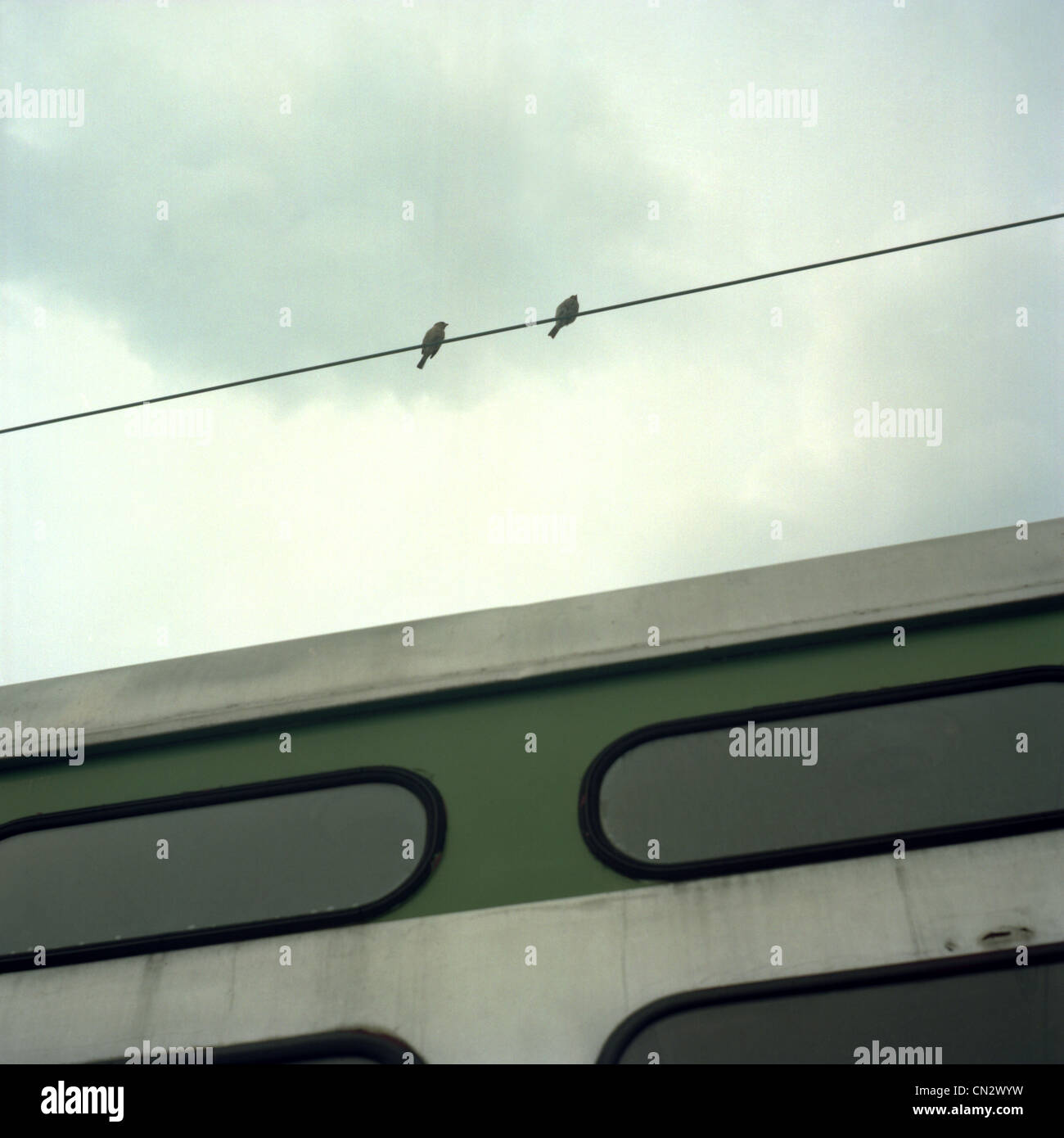 Birds on a wire Stock Photo - Alamy