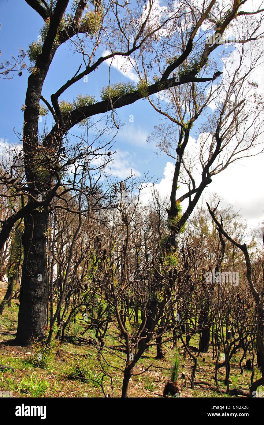 Australia bush fire regrowth hi-res stock photography and images - Alamy