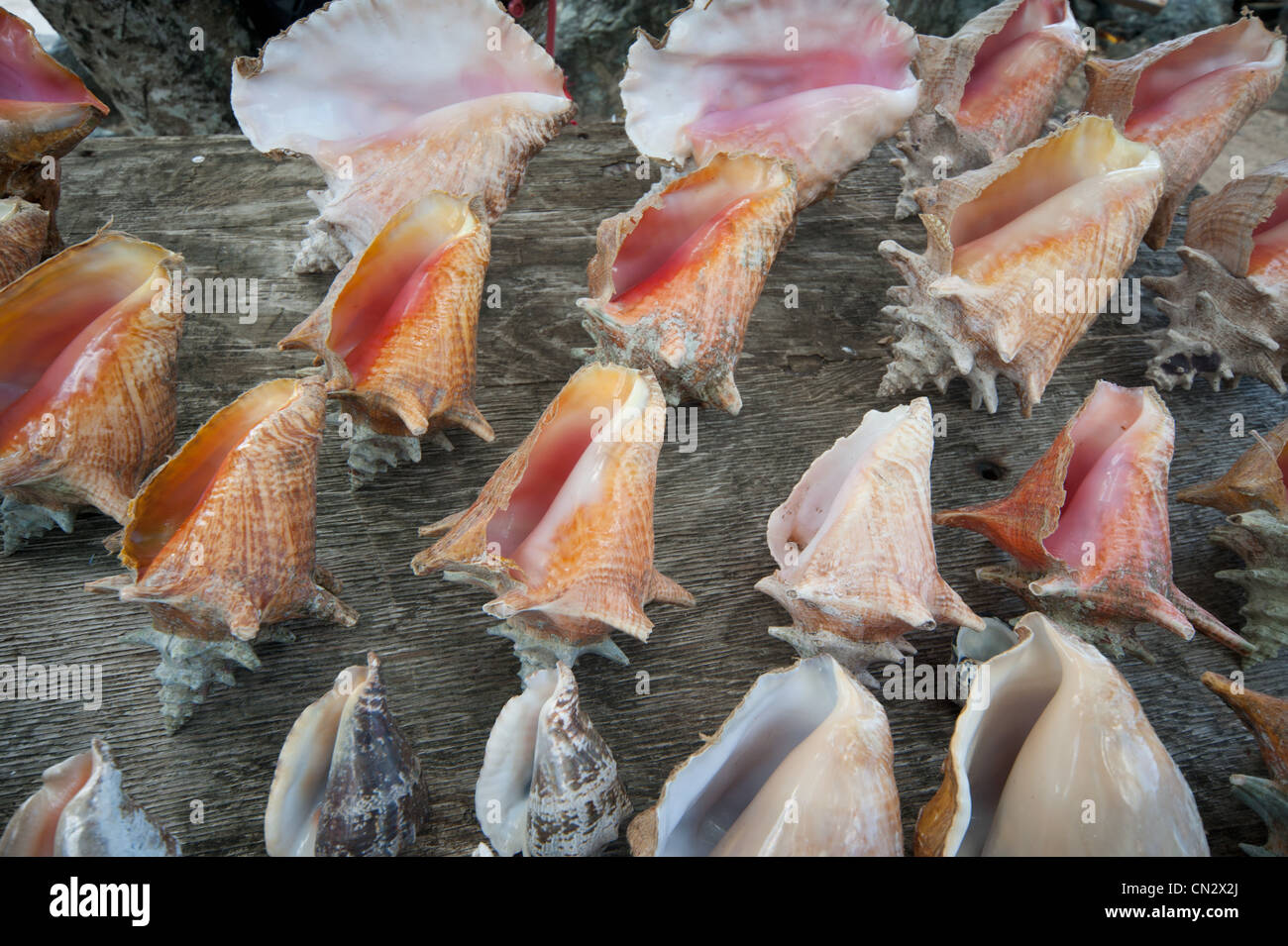 Pink Conch High Resolution Stock Photography and Images - Alamy