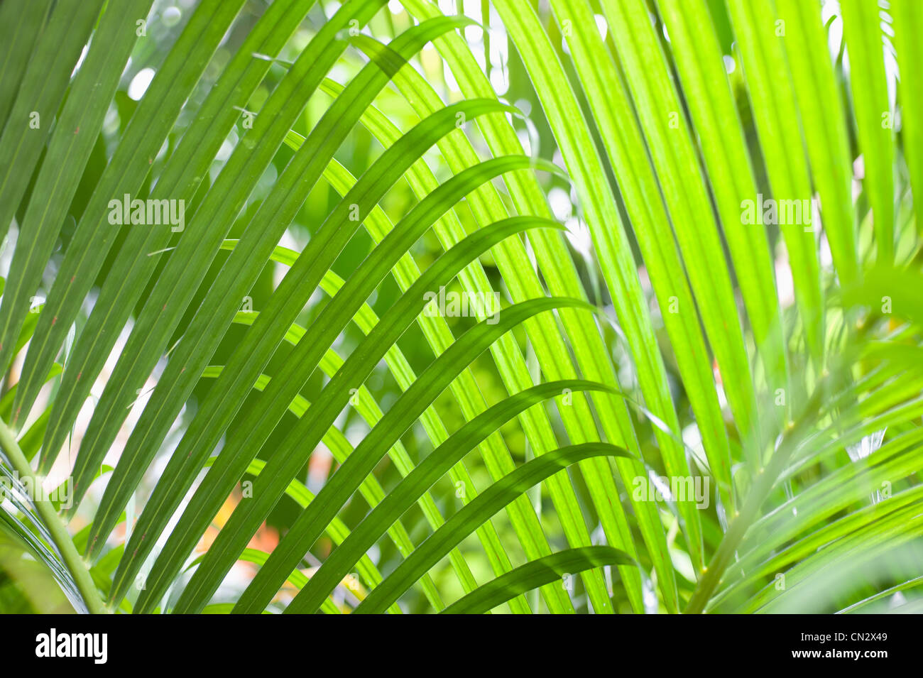 Palm Leaves Frame High Resolution Stock Photography and Images - Alamy