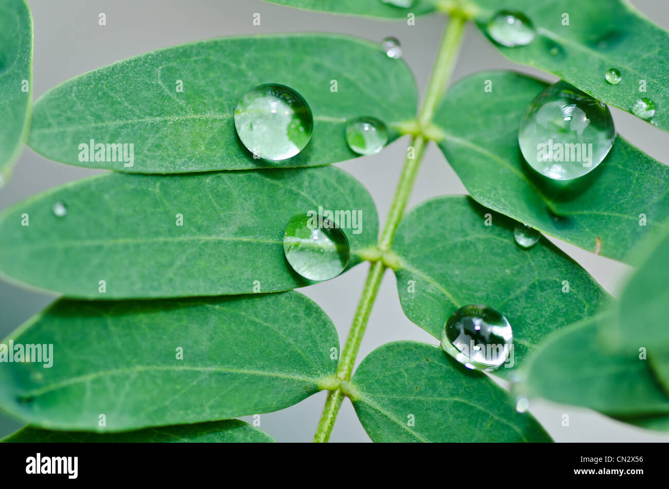 fresh water drops in green nature or in forest Stock Photo - Alamy
