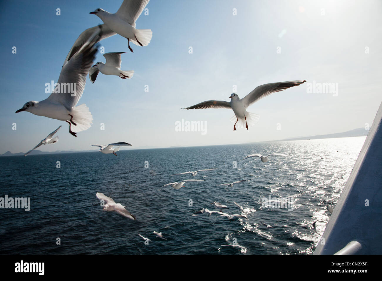 Seagulls flying over sea Stock Photo - Alamy