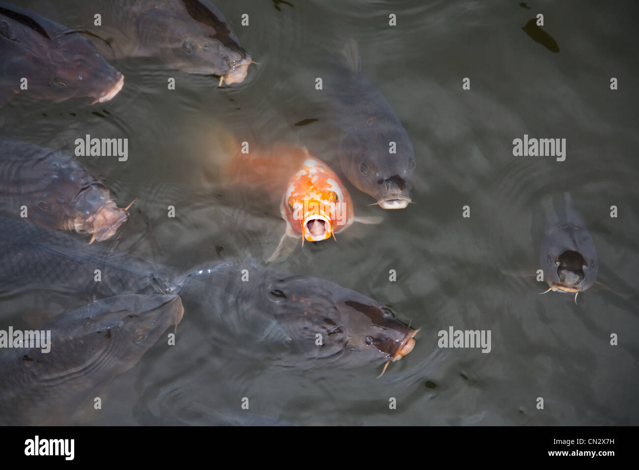 Koi carp hi-res stock photography and images - Alamy
