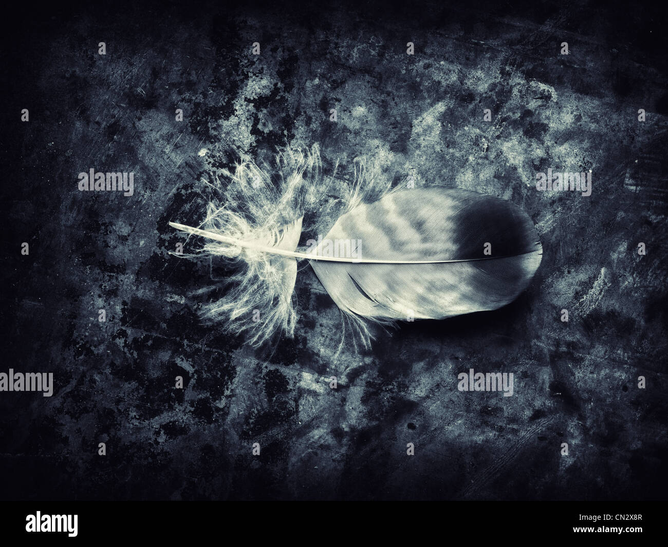Feather anatomy hi-res stock photography and images - Alamy
