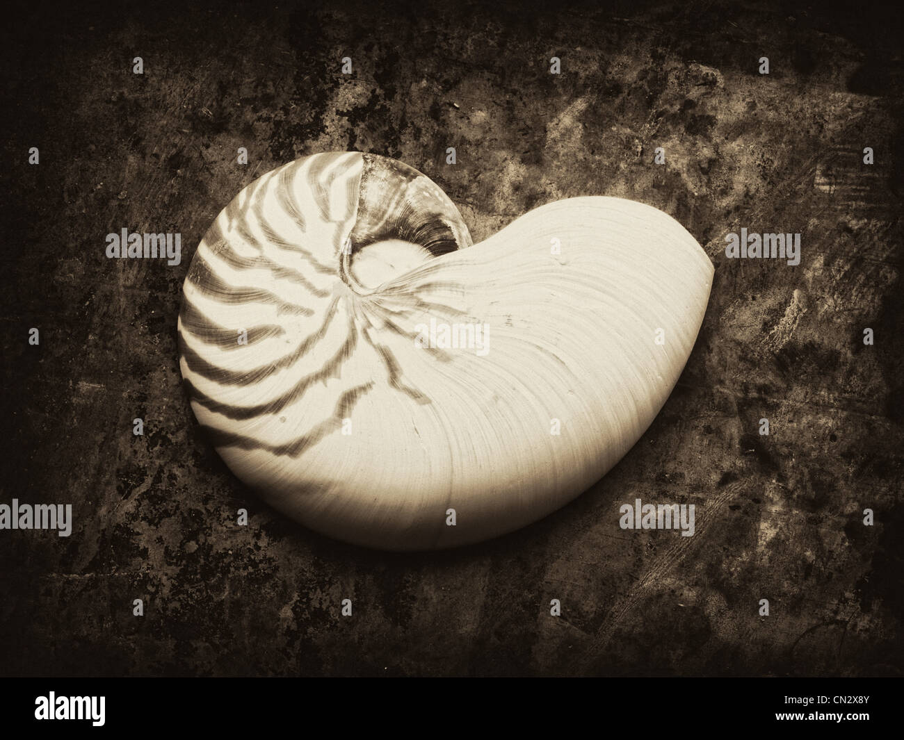 Shell anatomy hi-res stock photography and images - Alamy
