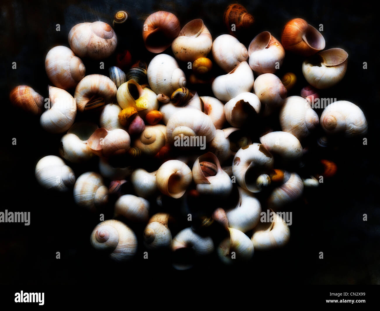 Snail shells hi-res stock photography and images - Alamy