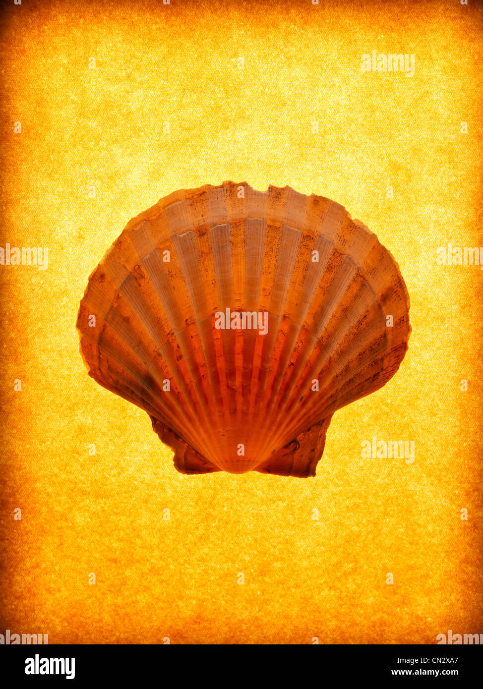 Yellow scallop shell hi-res stock photography and images - Alamy