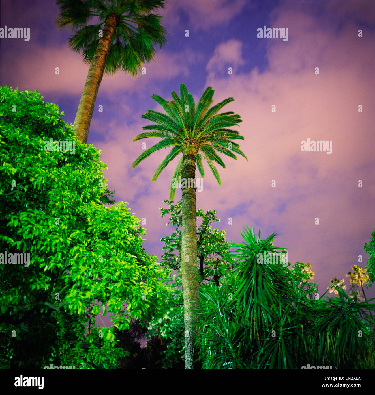 Palm trees at night Stock Photo - Alamy