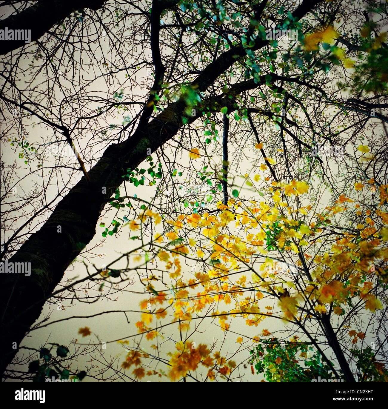 Trees at night Stock Photo - Alamy