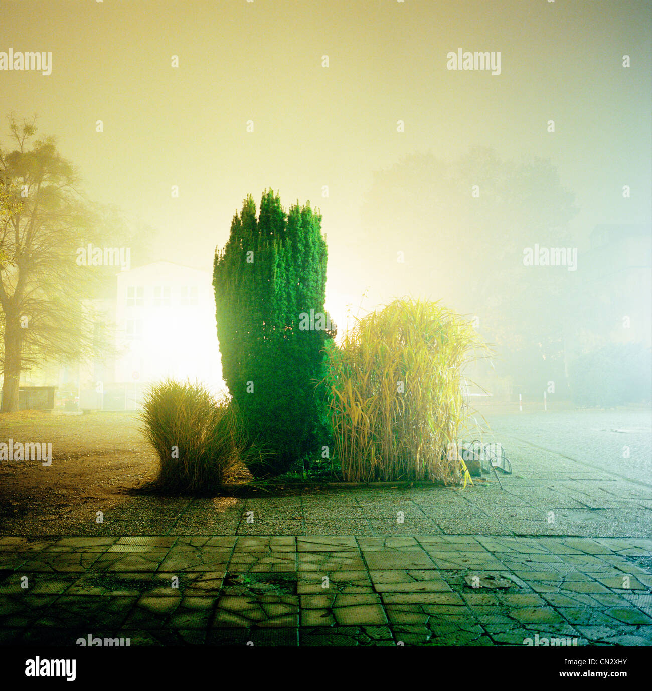 Bushes in fog at night Stock Photo - Alamy