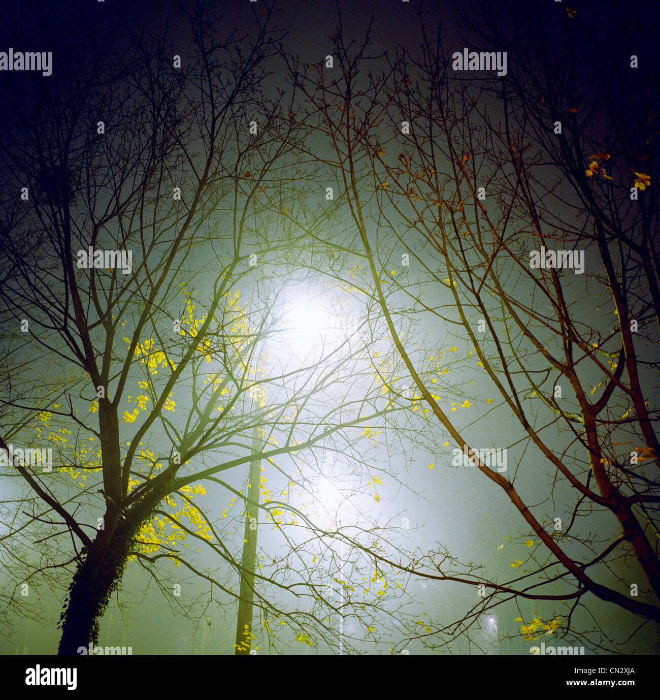 Lamppost in trees hi-res stock photography and images - Alamy