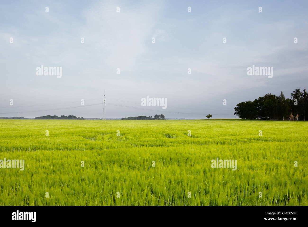 German wheat field hi-res stock photography and images - Alamy