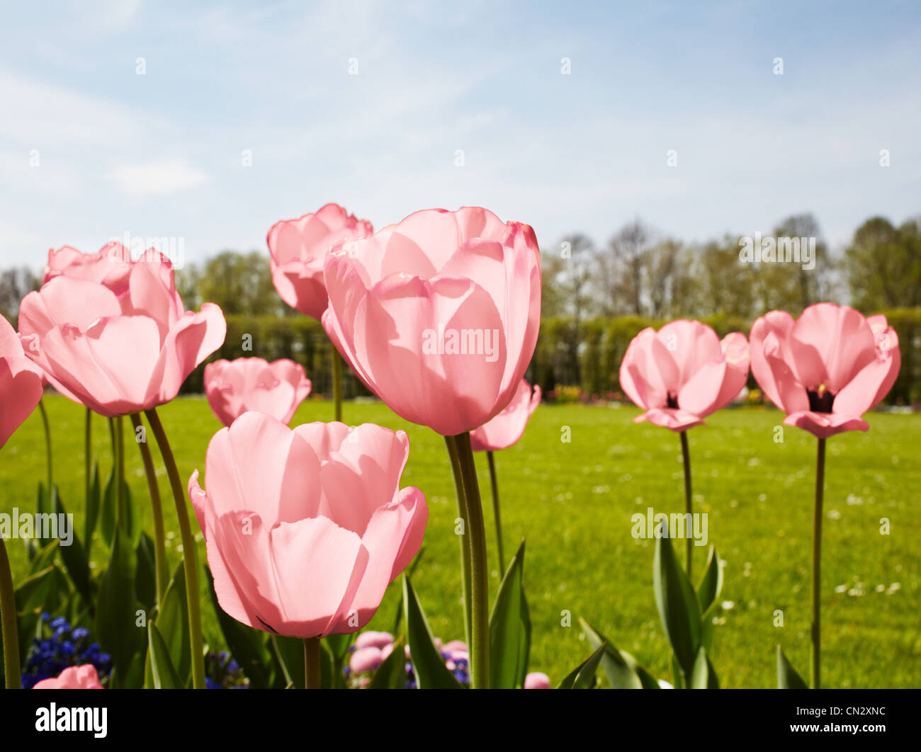 The central park effect hi-res stock photography and images - Alamy