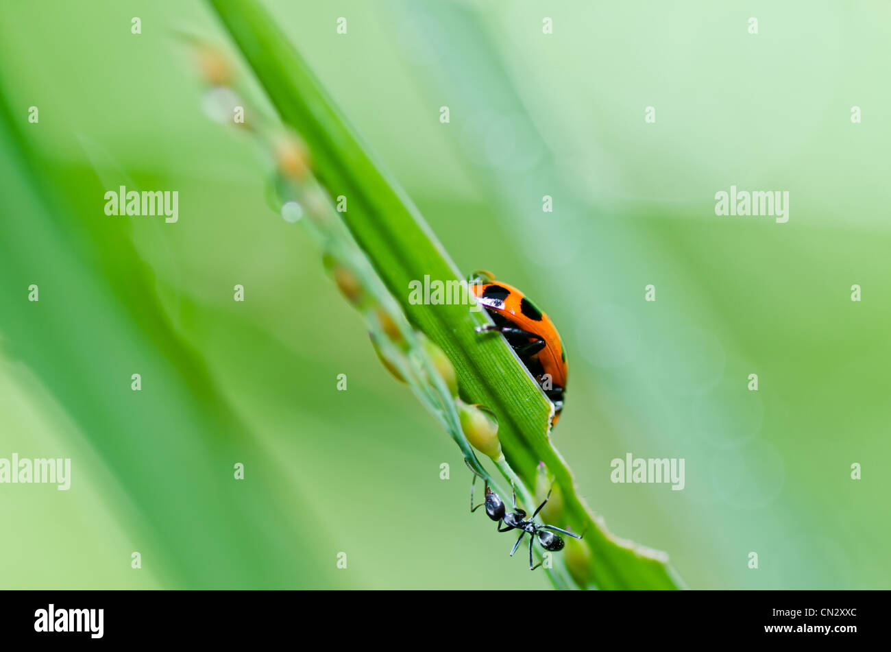 ladybug in the green nature or in the garden Stock Photo - Alamy