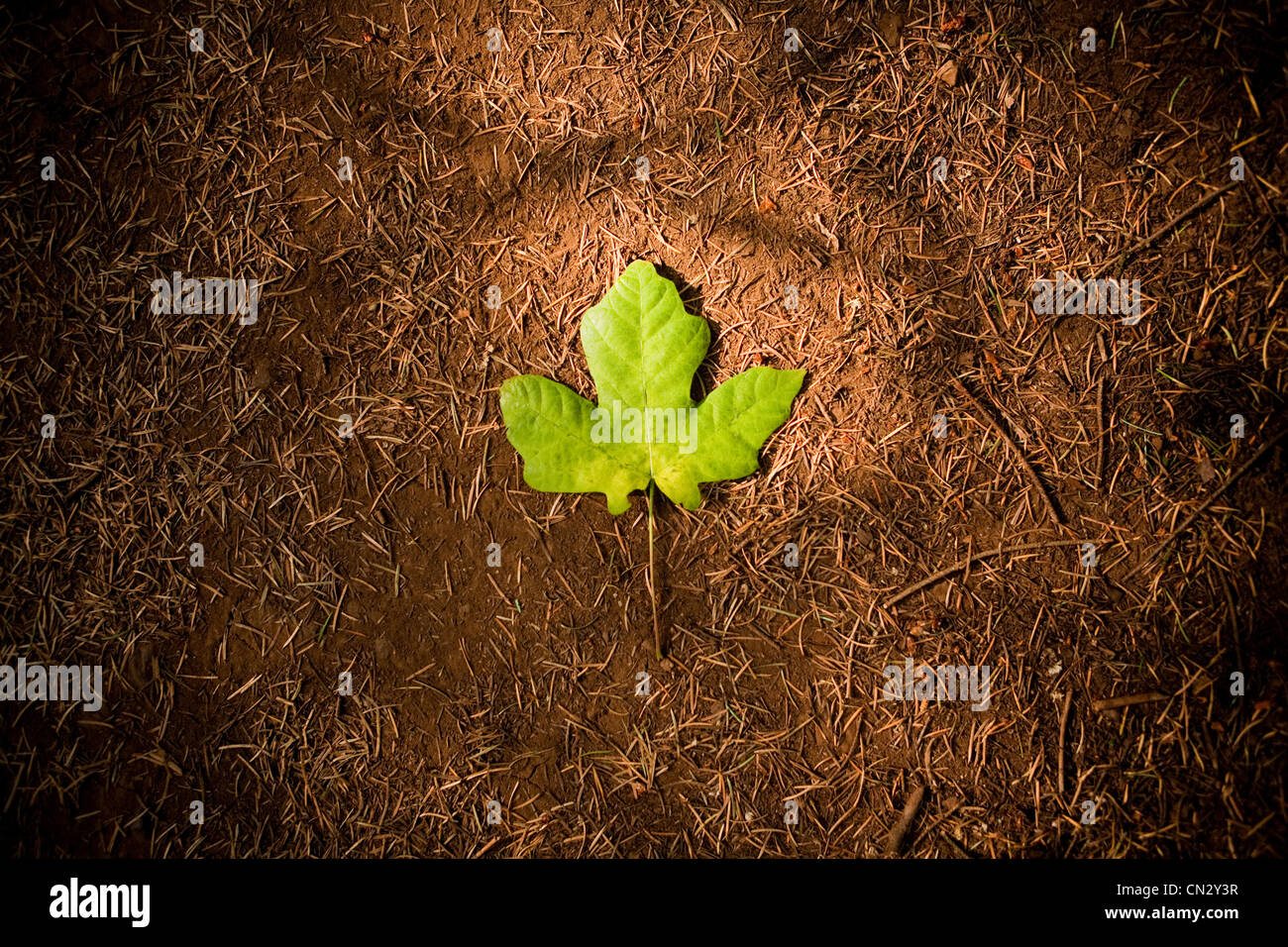 One leaf on the ground hi-res stock photography and images - Alamy
