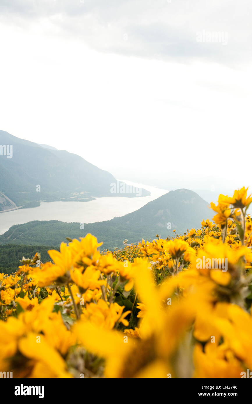 Yellow flowers with hill scene Stock Photo - Alamy