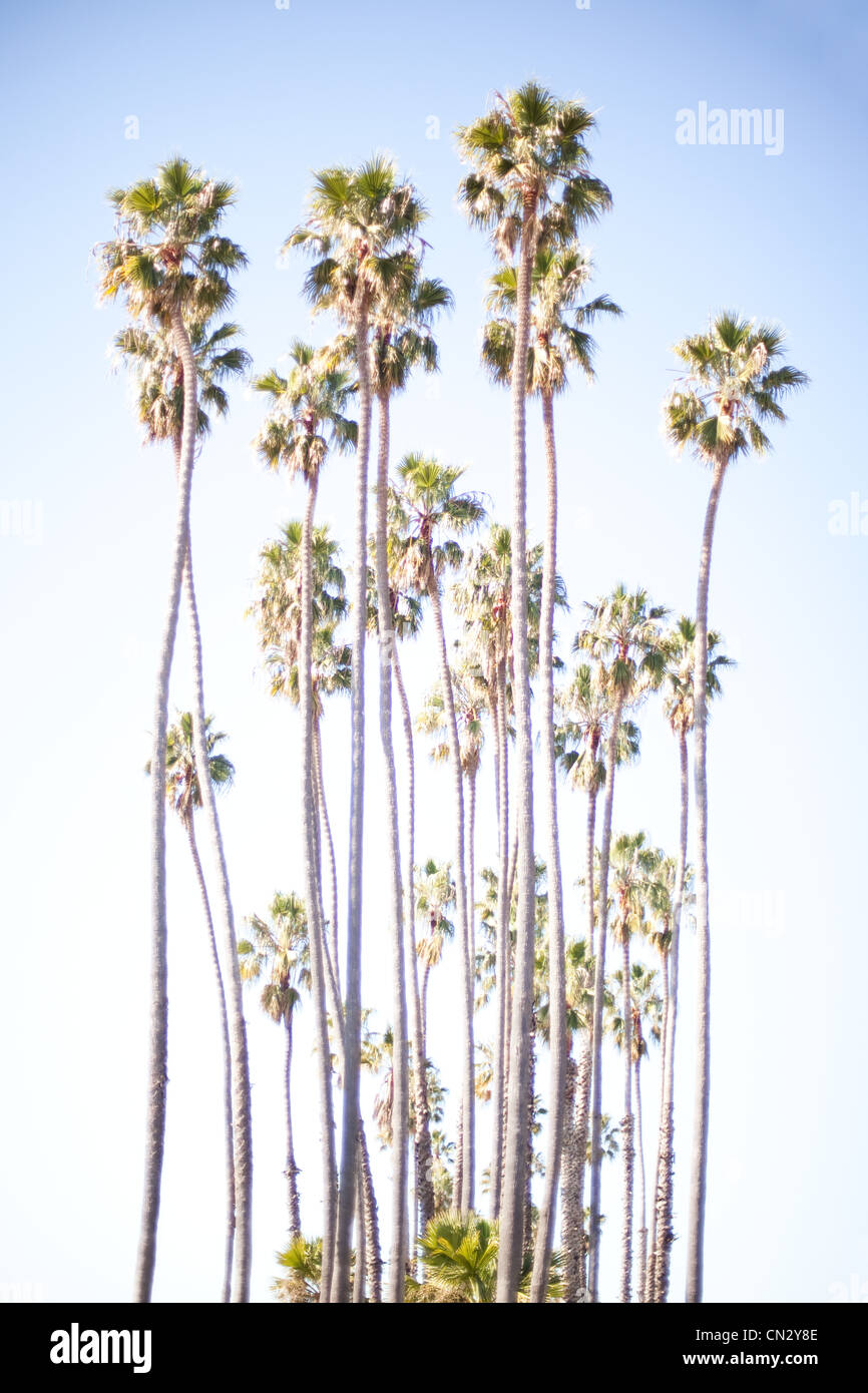 Very tall palm trees hi-res stock photography and images - Alamy