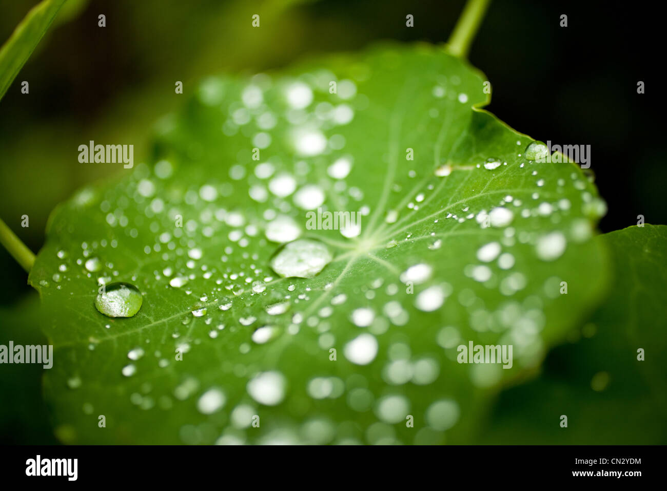 Water droplets on leaf Stock Photo - Alamy