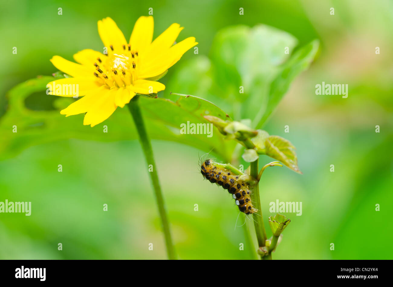 worm in green nature or in the garden Stock Photo - Alamy