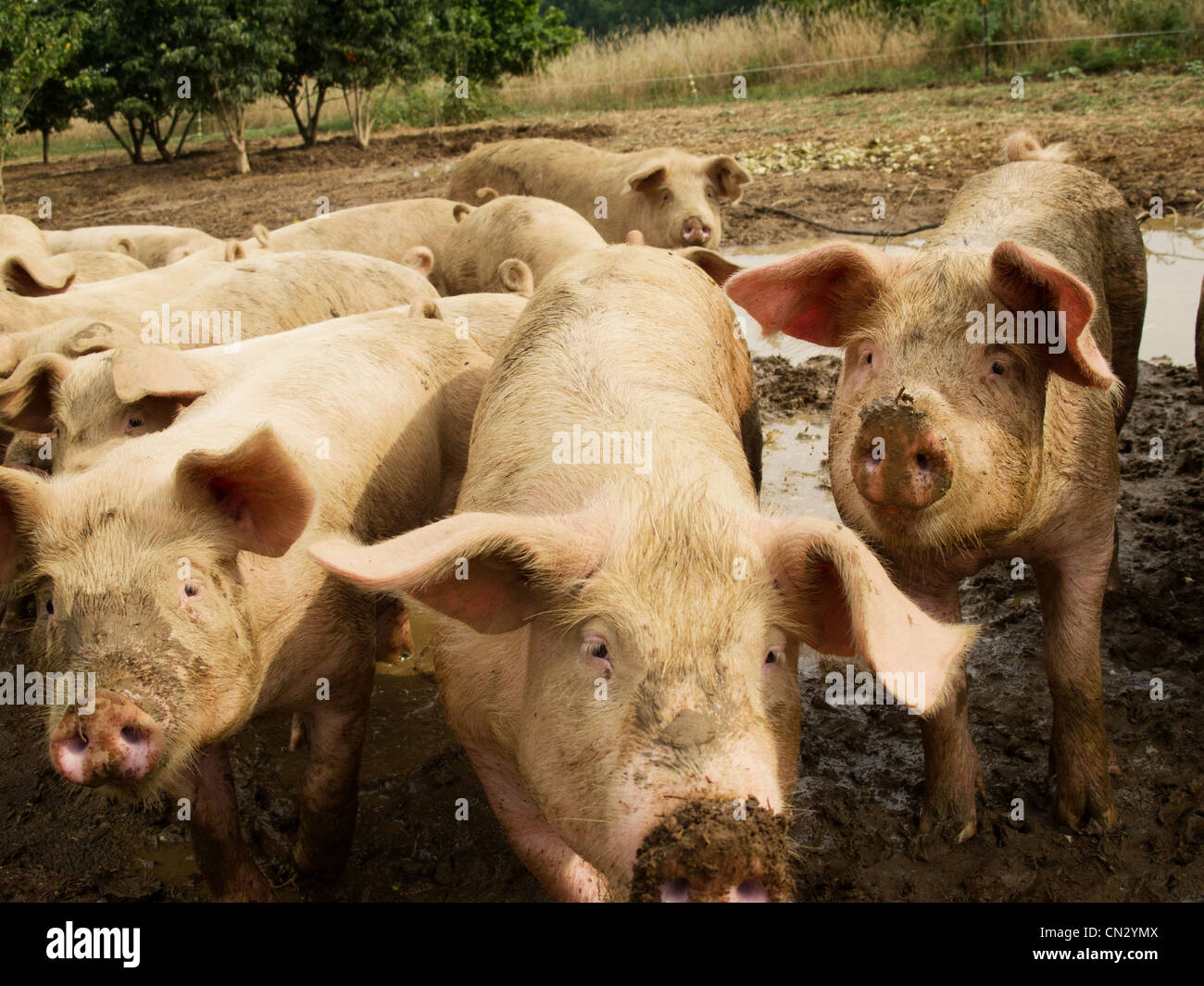 Pig pen hi-res stock photography and images - Alamy