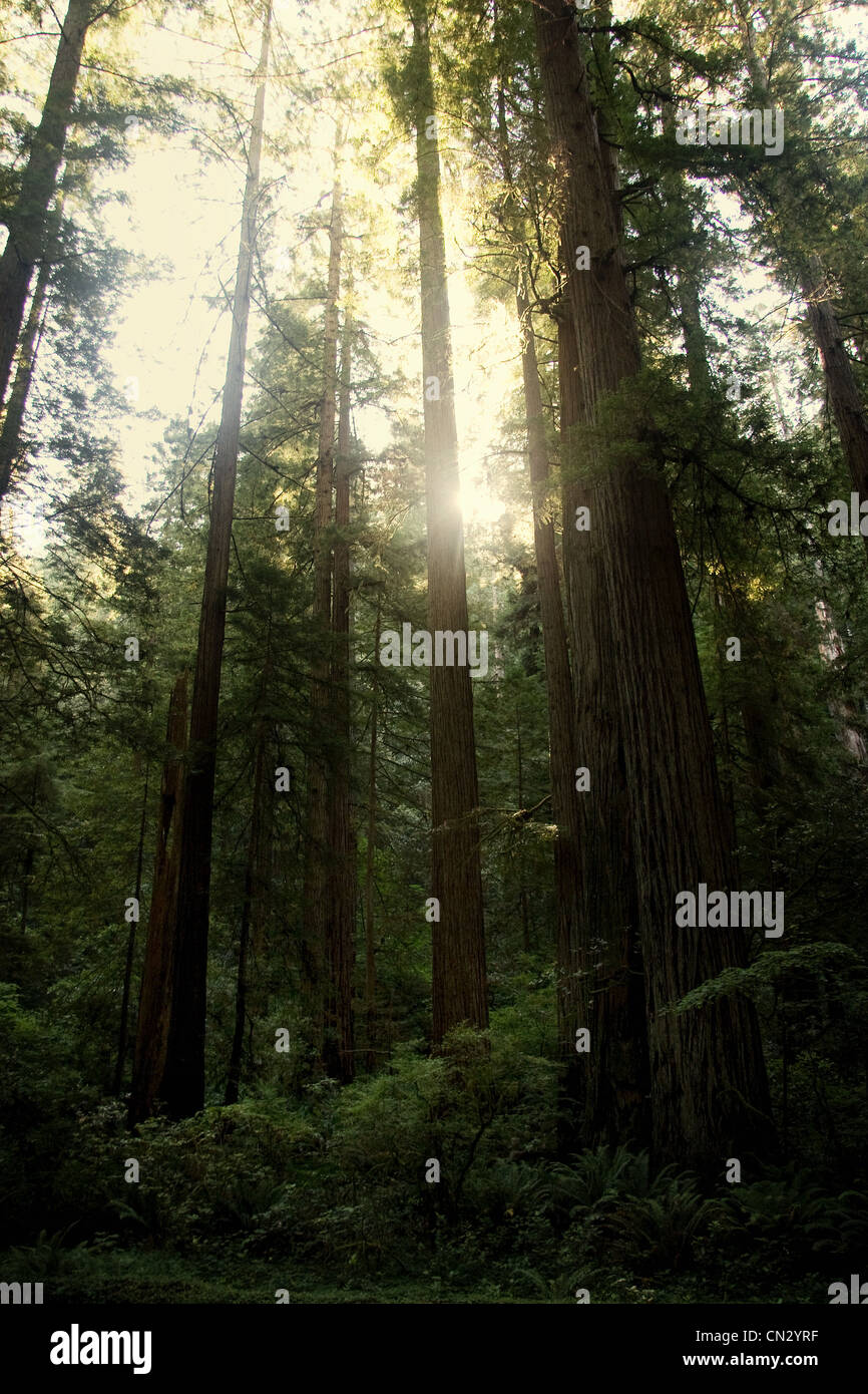 Redwood trees california hi-res stock photography and images - Alamy