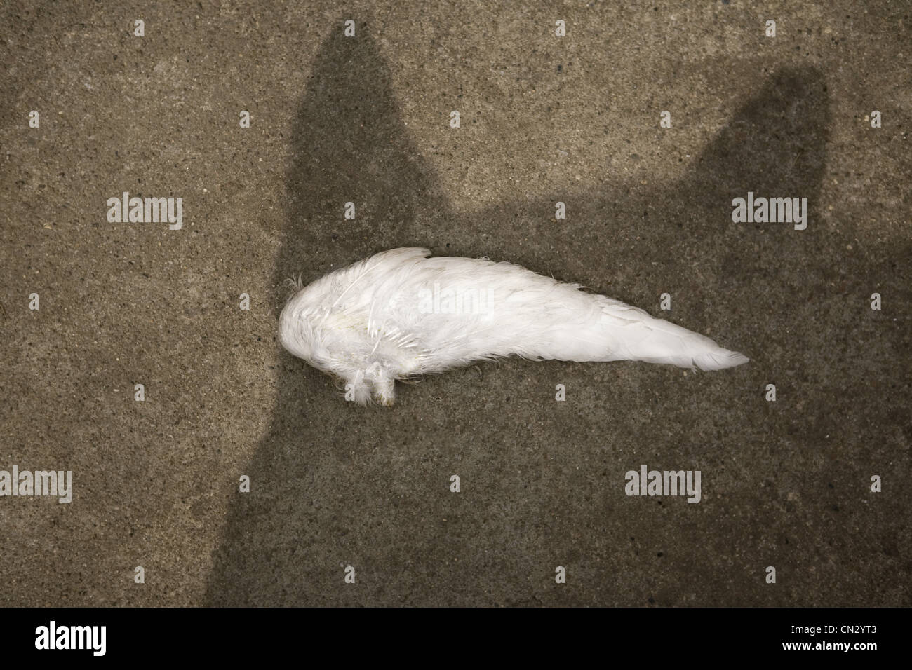 Bird wing anatomy hi-res stock photography and images - Alamy