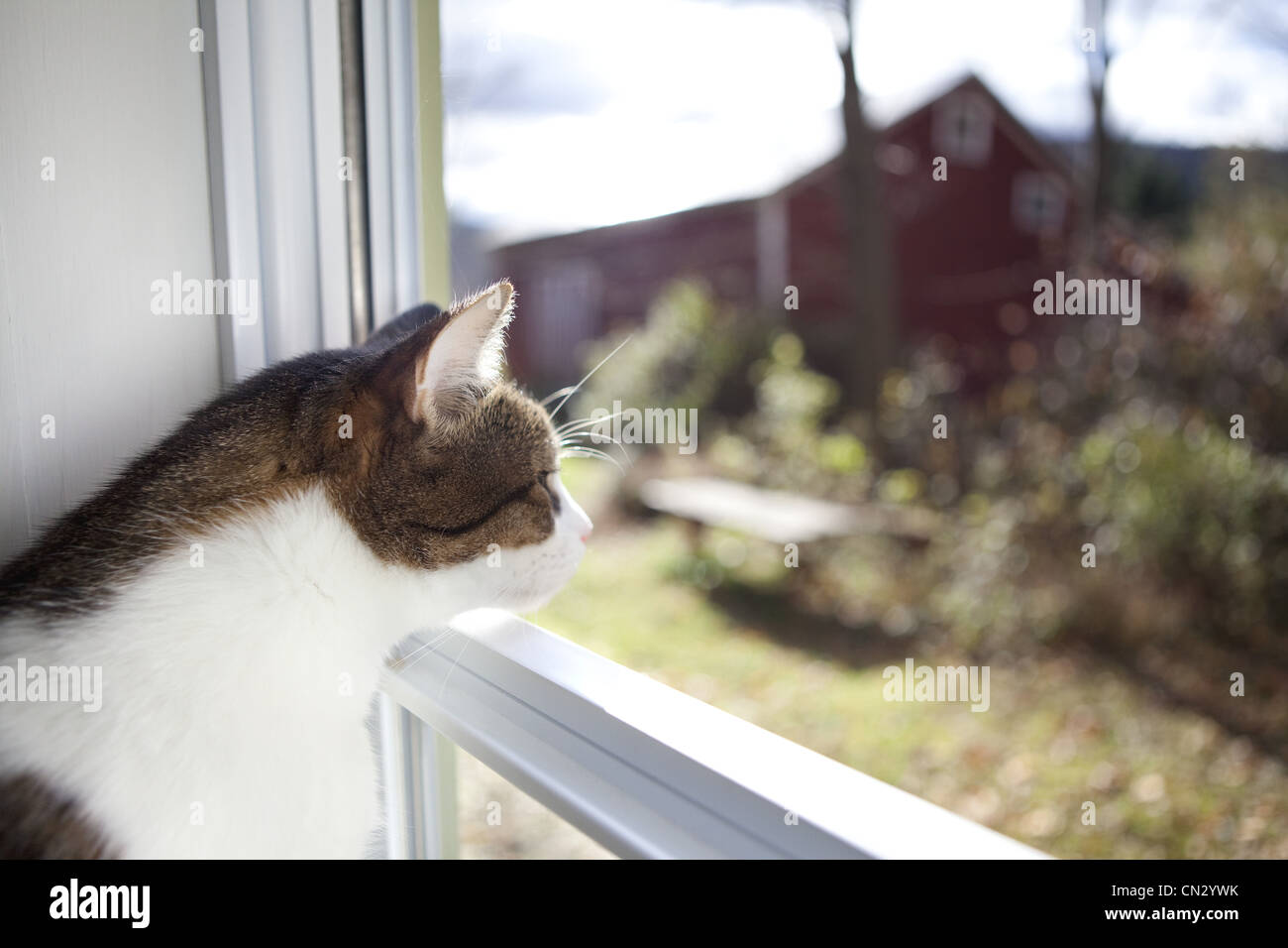 A cat looking through a window Stock Photo - Alamy