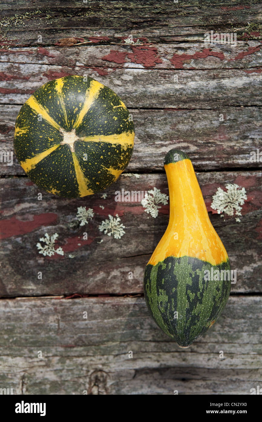 Different shapes of squash Stock Photo - Alamy