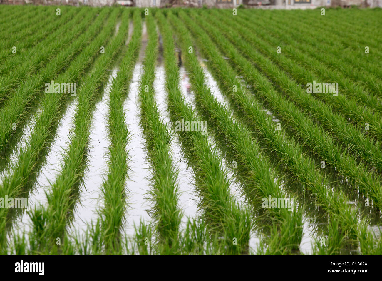 Close up and details of rice field Stock Photo - Alamy