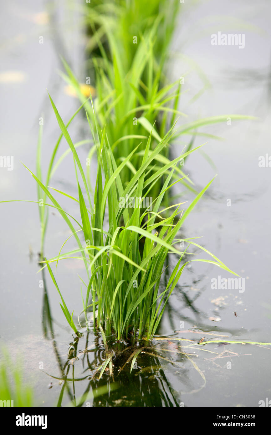 Close up and details of rice field Stock Photo - Alamy