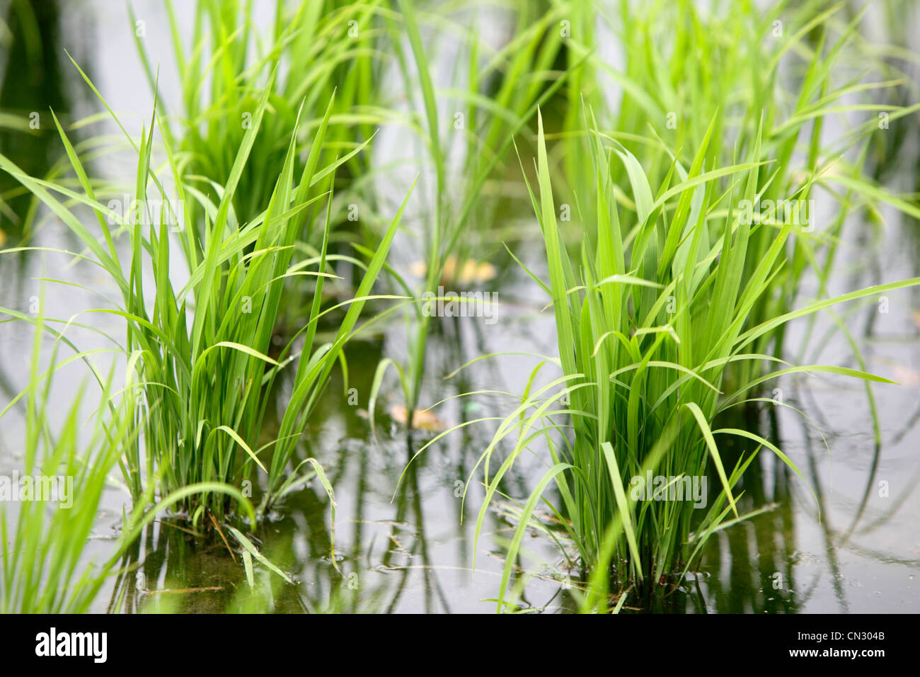 Close up and details of rice field Stock Photo - Alamy