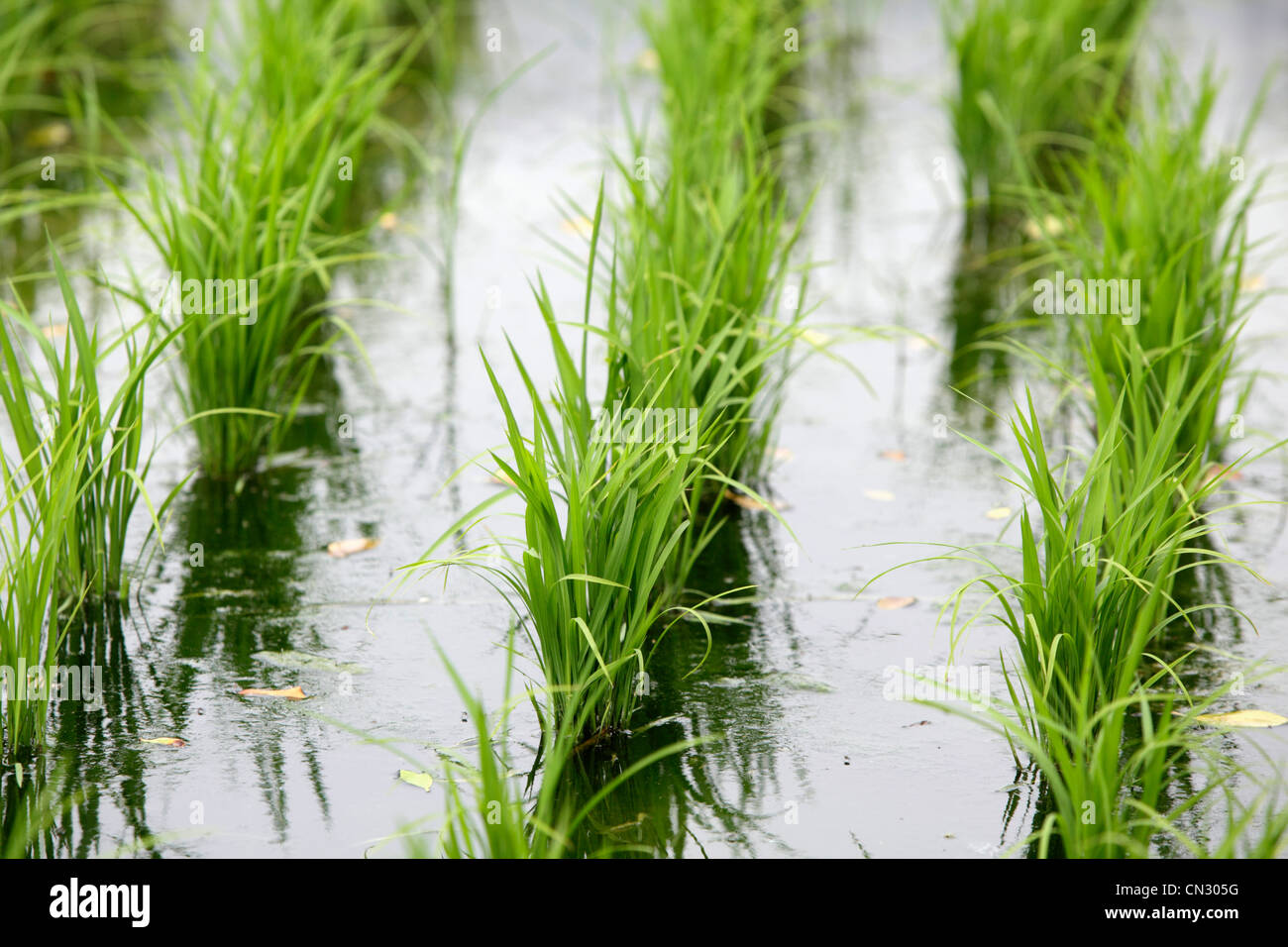 Close up and details of rice field Stock Photo - Alamy