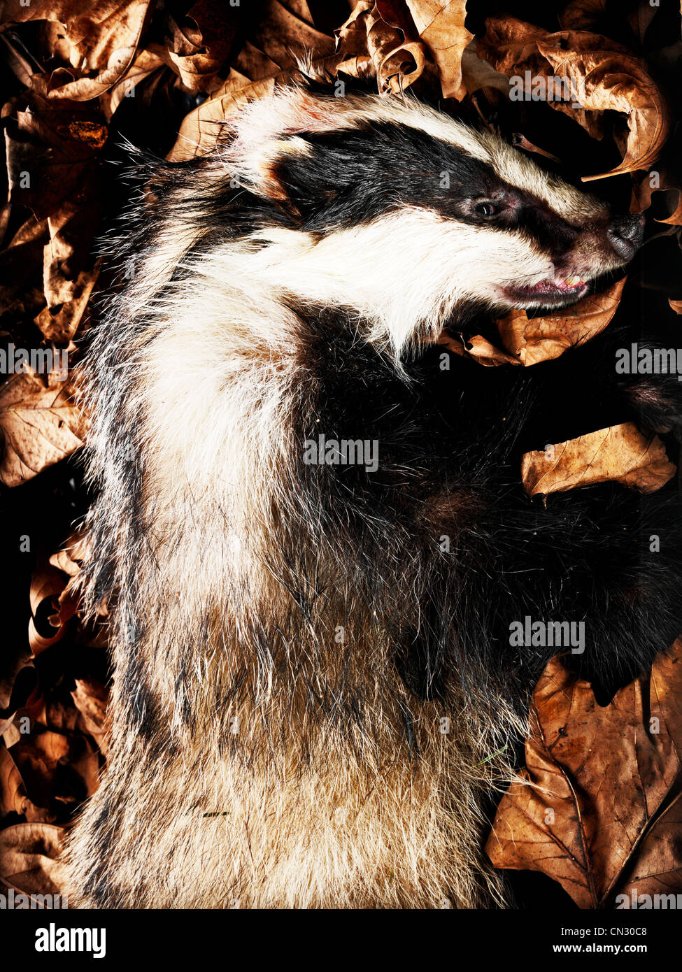 Badger Close Up Stock Photos & Badger Close Up Stock Images - Alamy