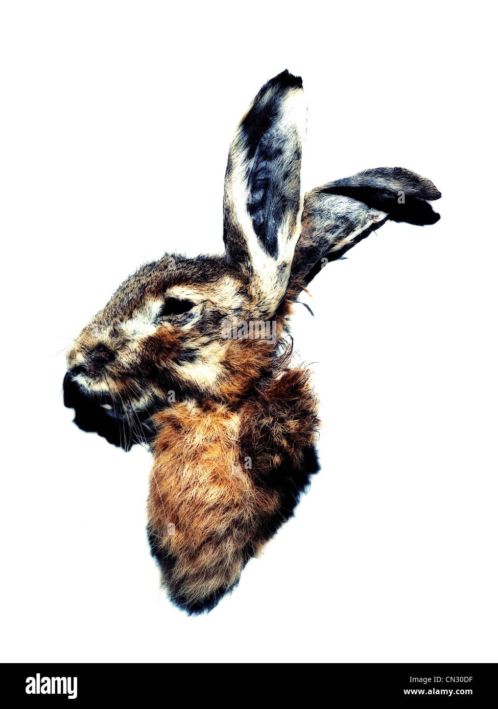 Portrait of hare Cut Out Stock Images & Pictures - Alamy