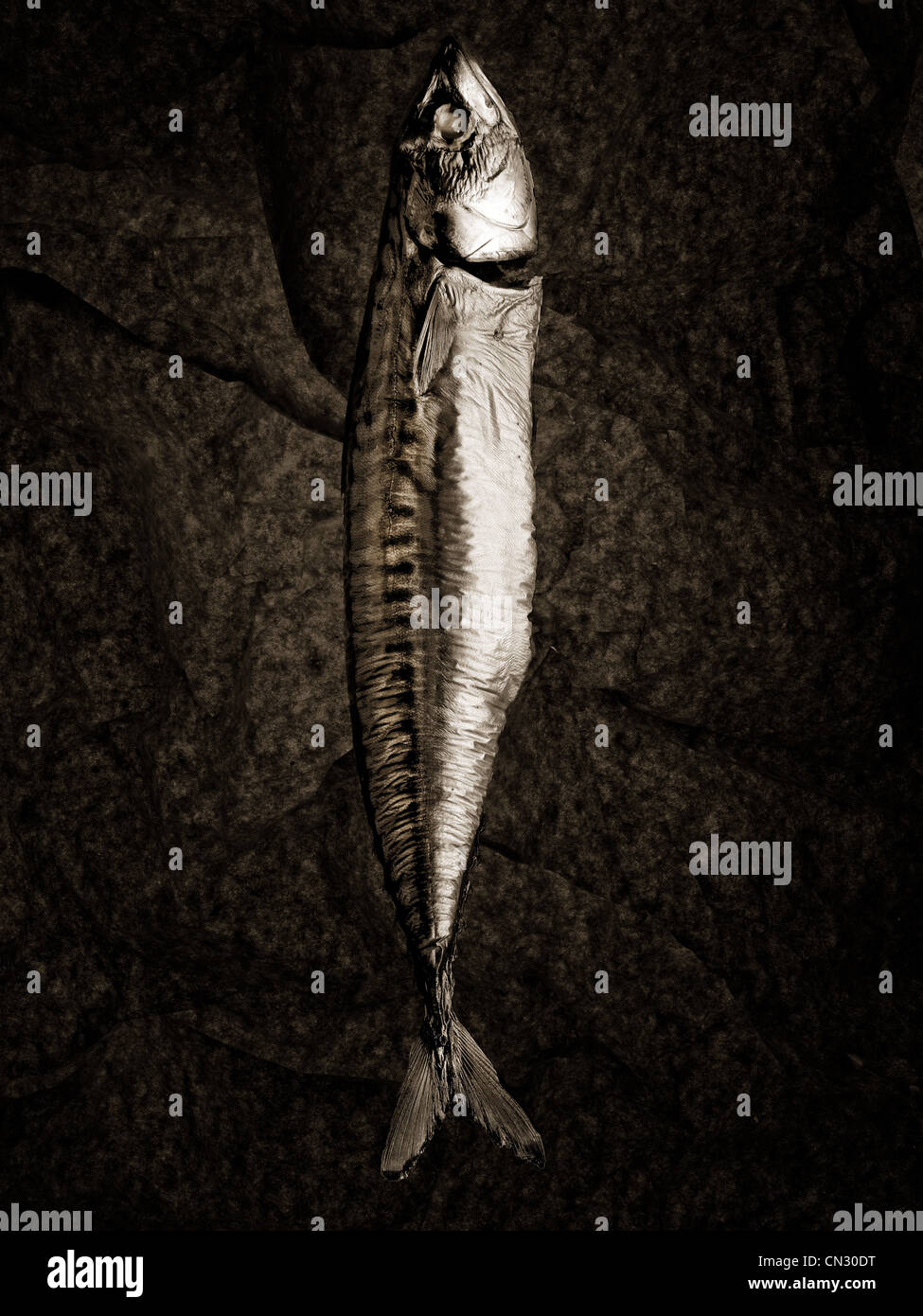Mackerel species hi-res stock photography and images - Alamy