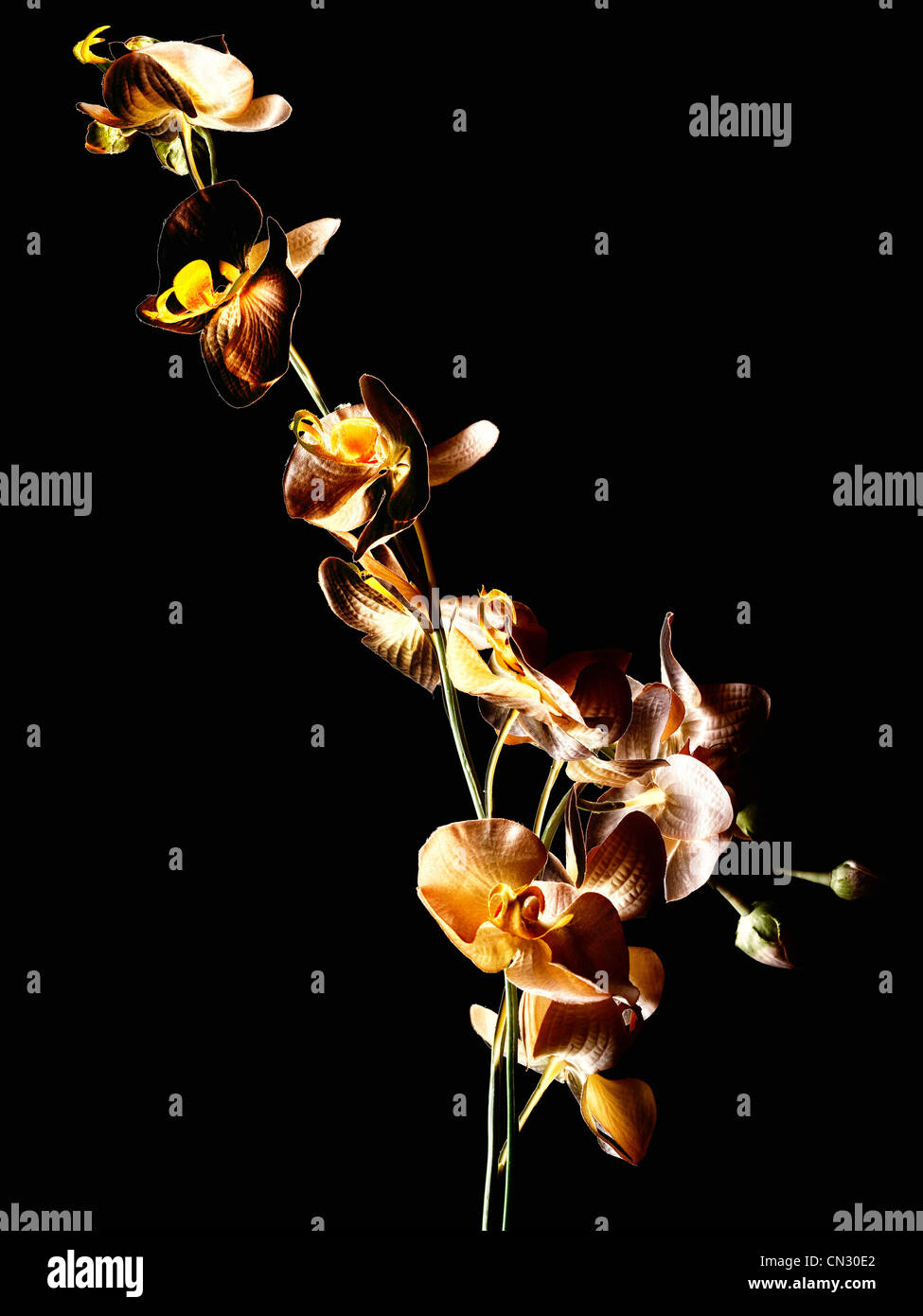 Orchid point hi-res stock photography and images - Alamy