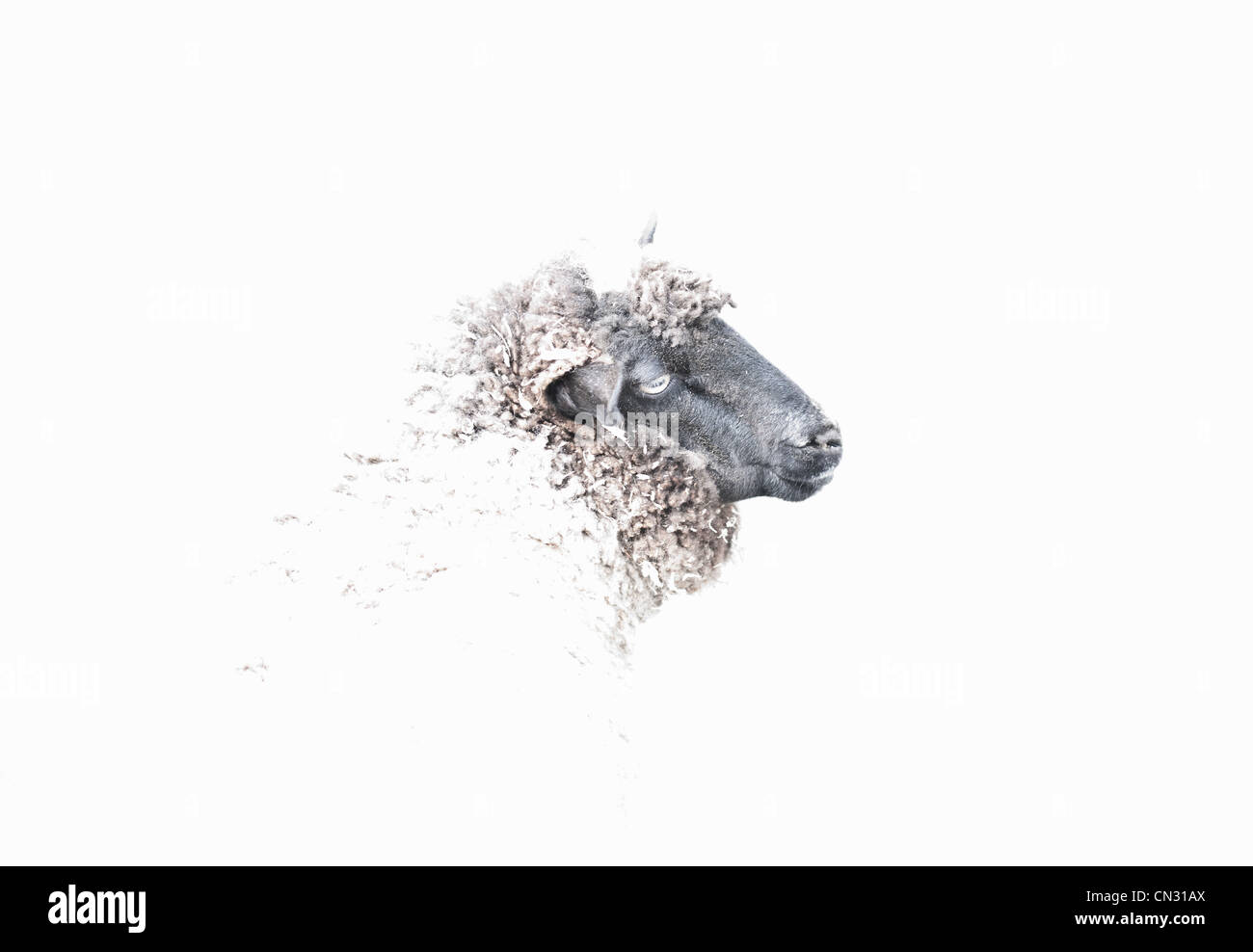 Sheeps head hi-res stock photography and images - Alamy