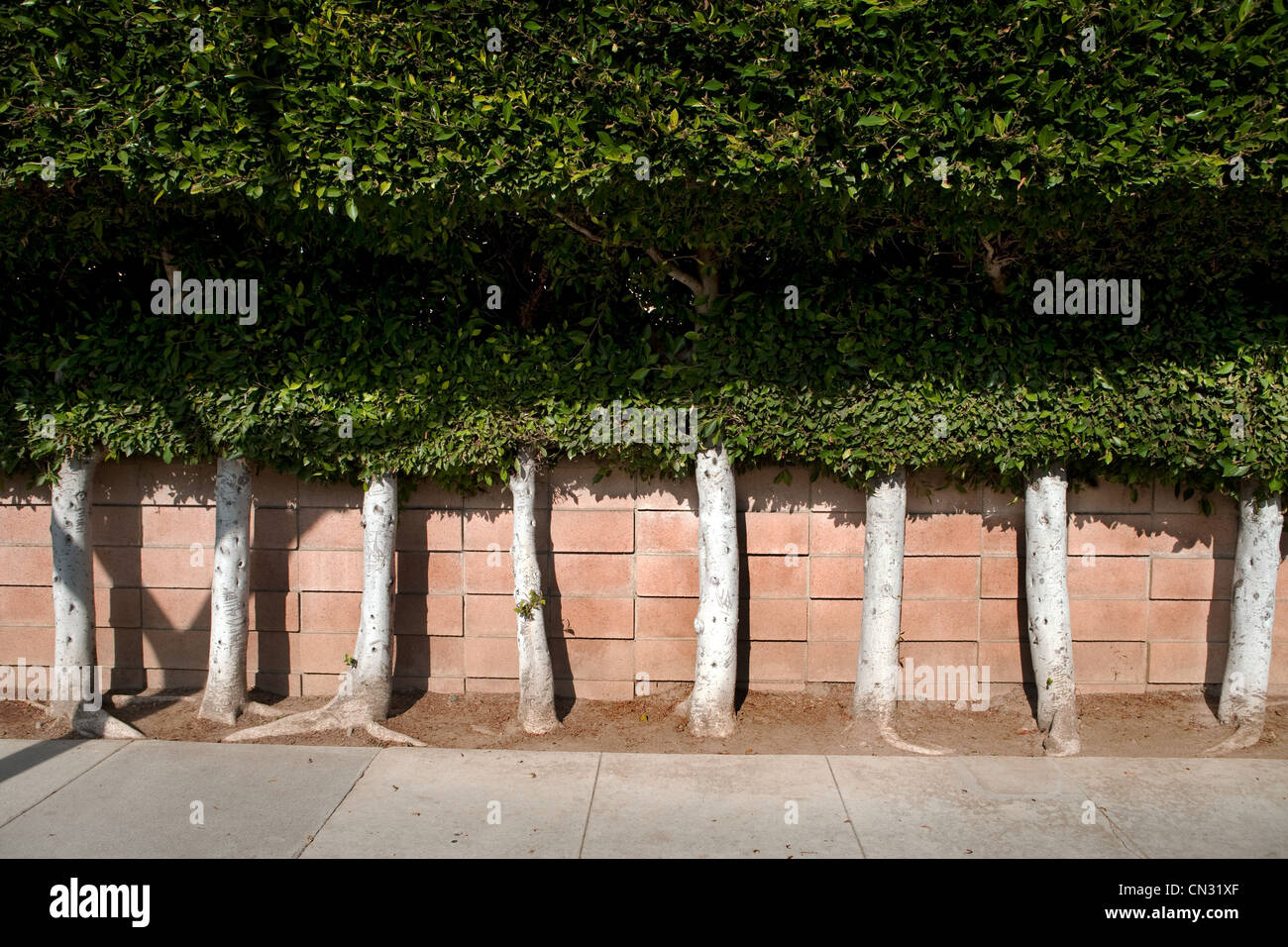 Row of trees by wall Stock Photo - Alamy