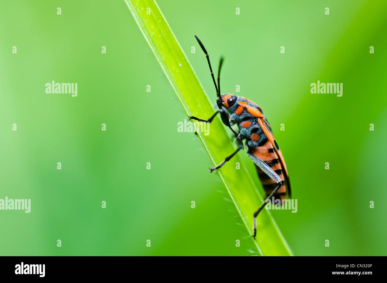 red hemiptera in green nature or in the garden Stock Photo - Alamy
