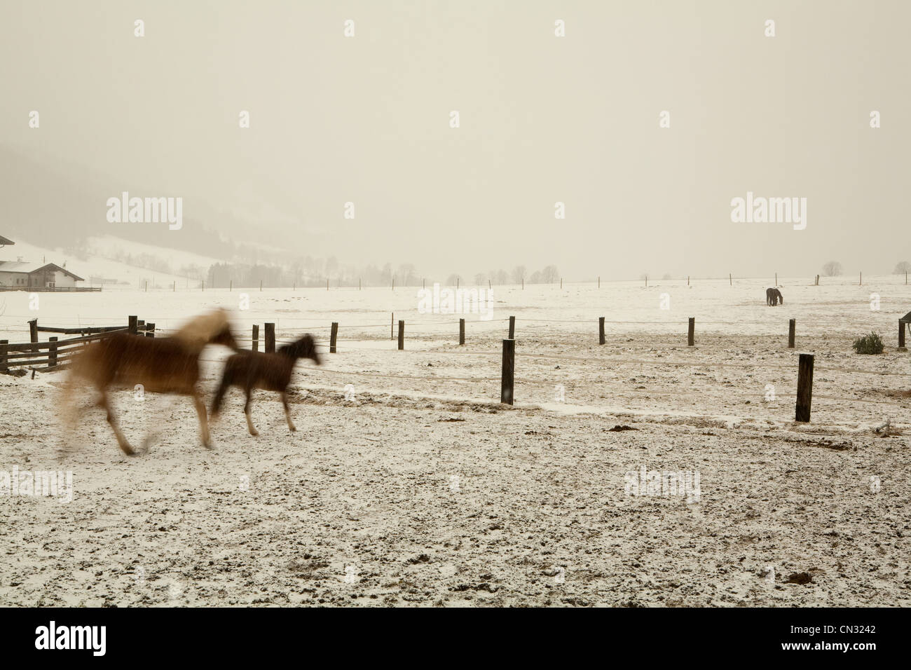 Horses exercising in winter hi-res stock photography and images - Alamy