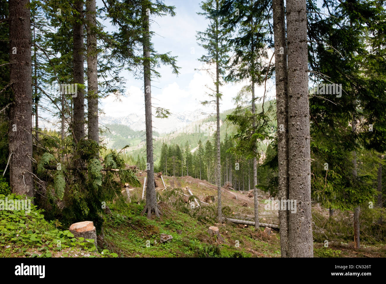 Forest clearing hi-res stock photography and images - Alamy