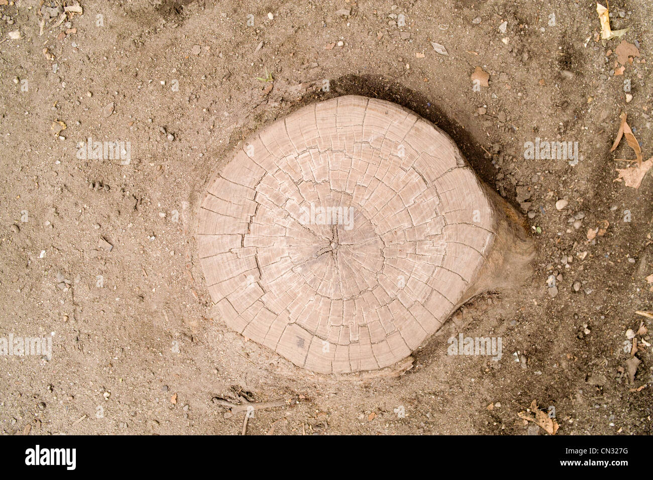 Tree stump, from above Stock Photo - Alamy